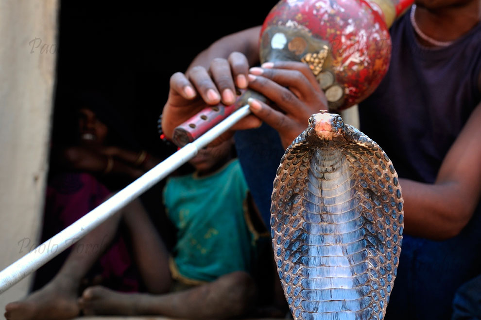 SNAKE CHARMERS OF INDIA @ Paolo Torchio,guiding photo safari ...