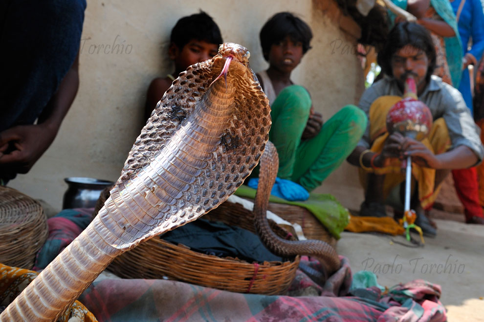 SNAKE CHARMERS OF INDIA @ Paolo Torchio,guiding photo safari ...