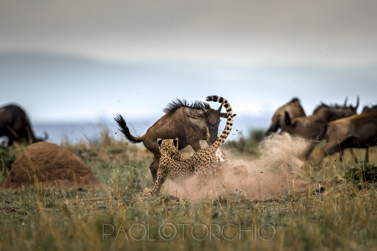 THE FIVE CHEETAH COALITION @ Paolo Torchio,guiding photo safari ...