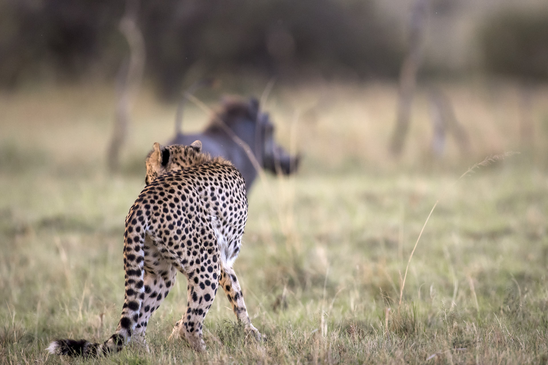 CHEETAH CARE- MOM PROTECTING CUBS. @ Paolo Torchio,guiding photo safari ...